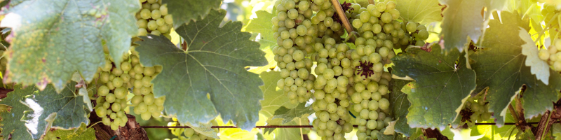 Prepared for the Ingathering, Prepared to Make Disciples - Jesus First ...